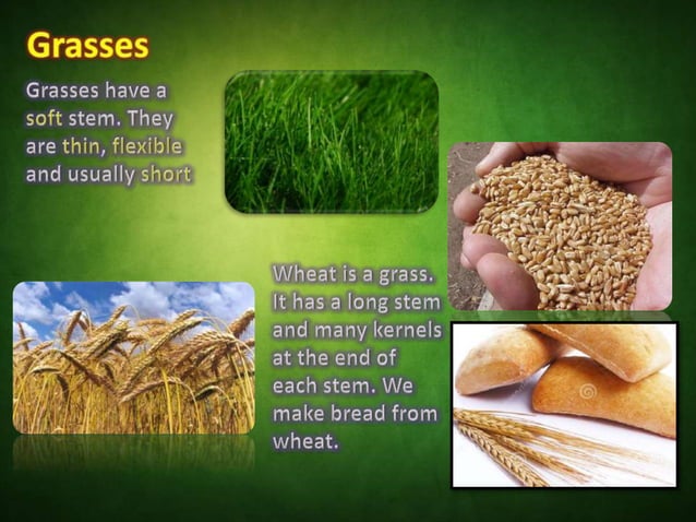 UNIT 3. NATURAL SCIENCE: LIVING THINGS | PPTX