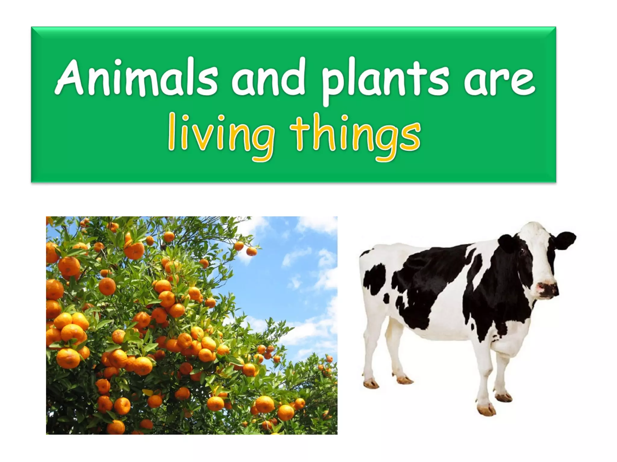 Living things | PPT