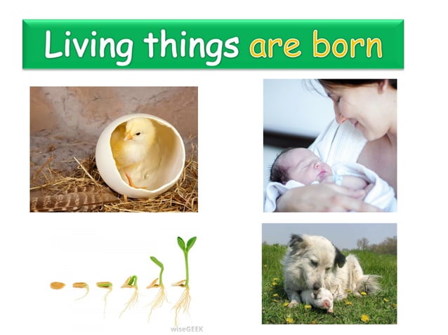 Living things | PPT | Reptiles | Pets