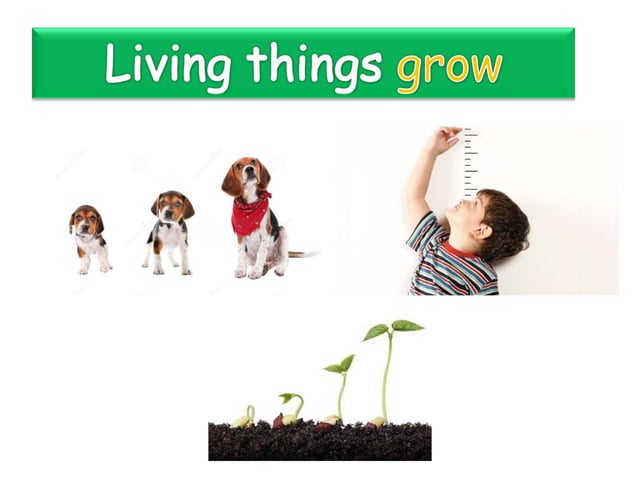 Living things | PPT | Reptiles | Pets