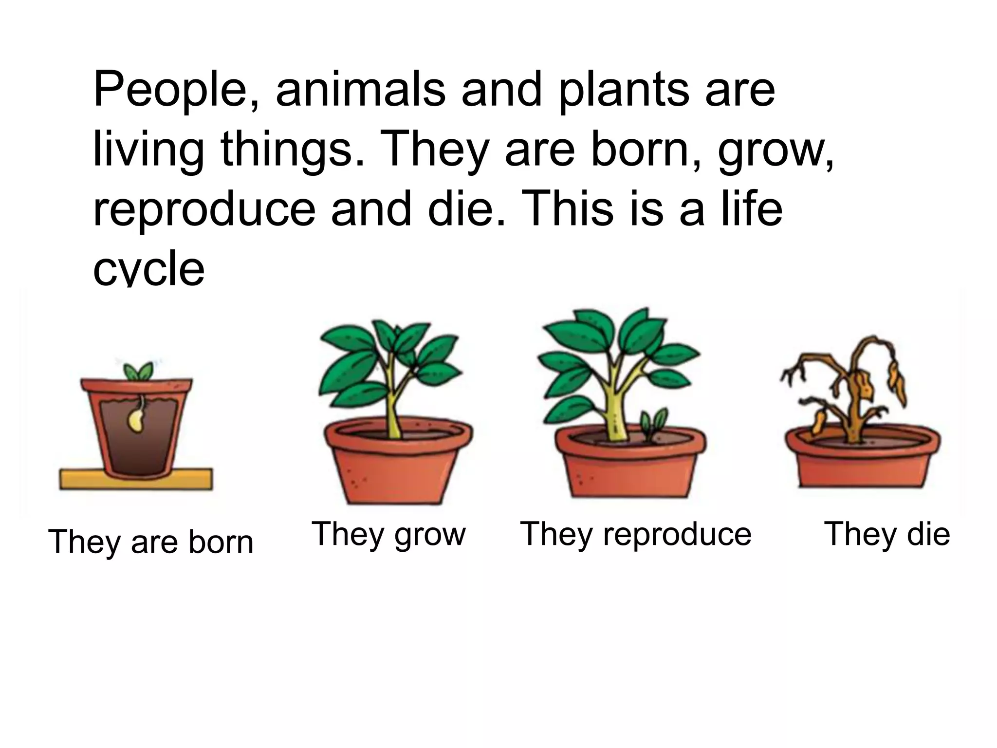 Living things.senses | PPTX
