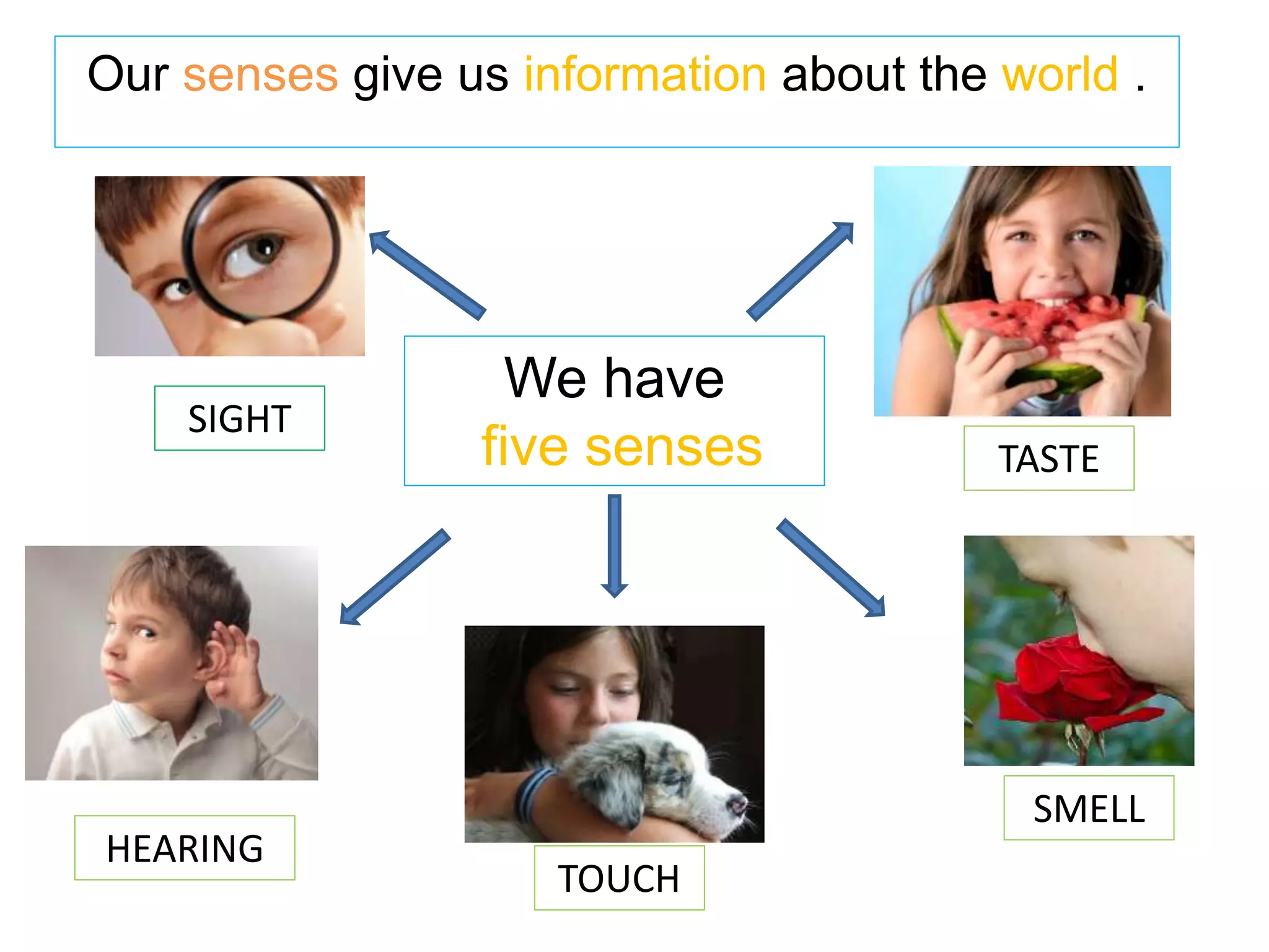 Living things.senses | PPT