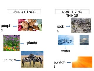 Living things.senses | PPTX