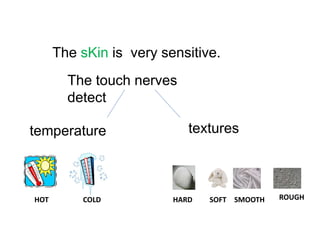 Living things.senses | PPTX