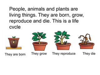 Living things.senses | PPTX