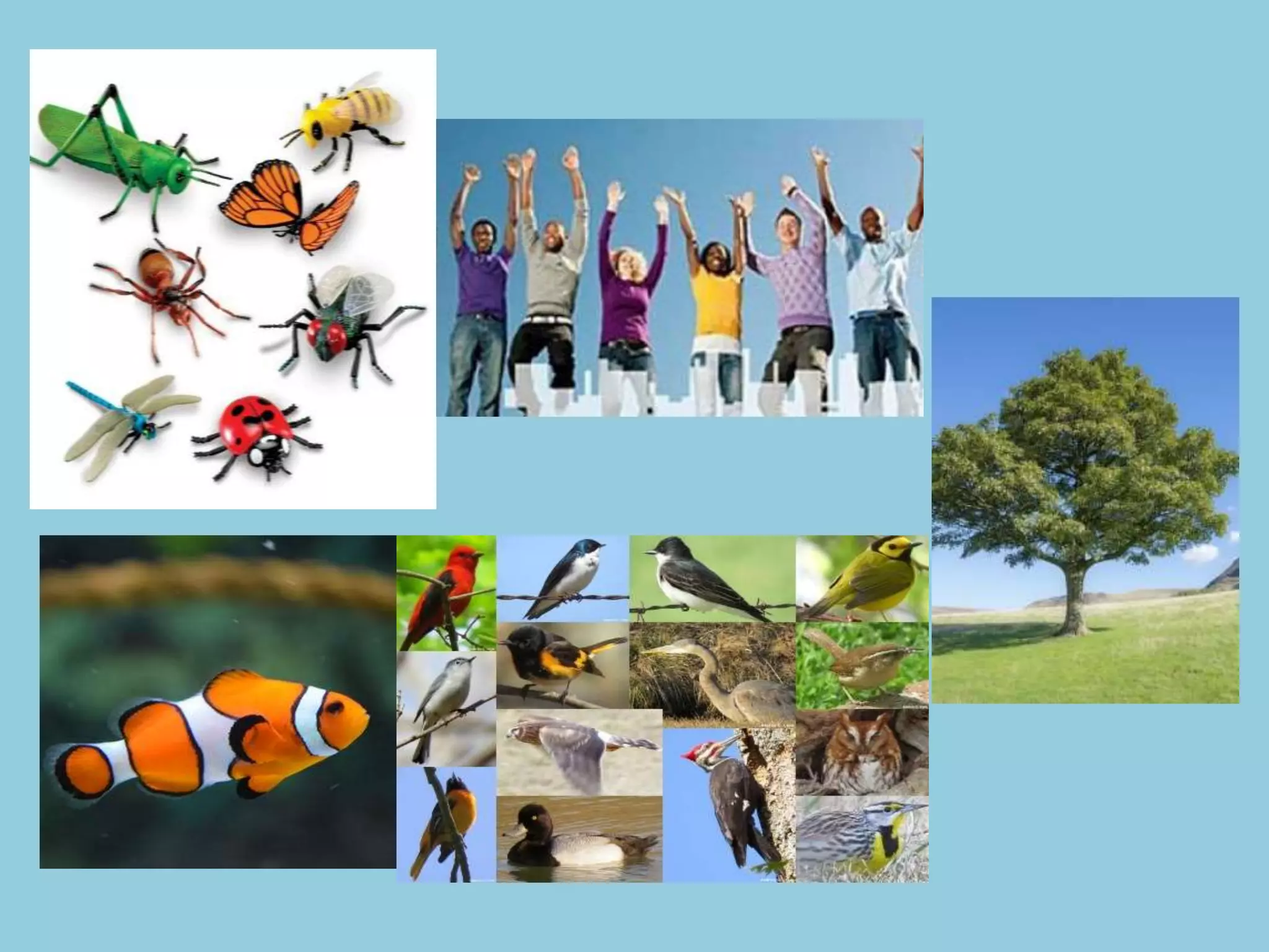 Living things | PPT