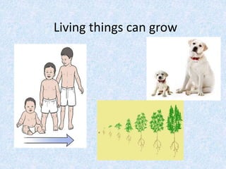 Living things | PPT