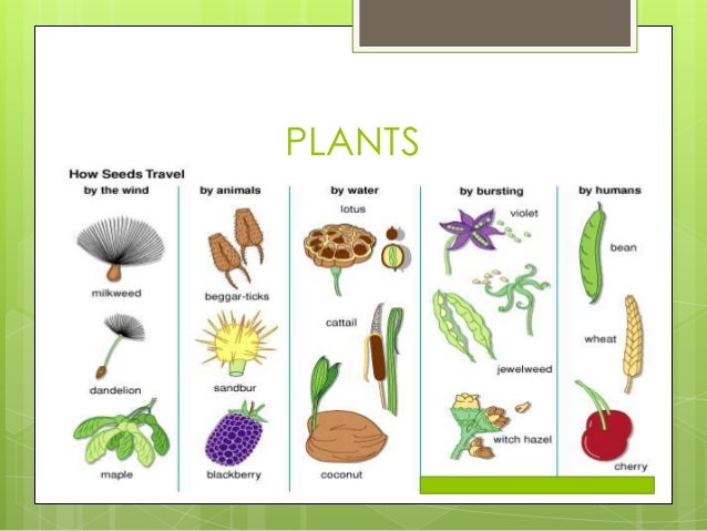 Living things 1º y 3º