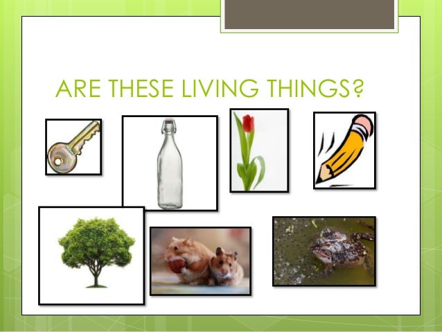 Living things 1º y 3º
