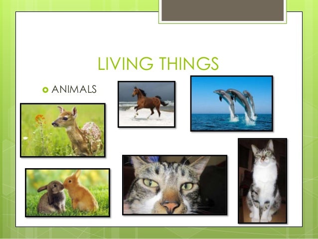 Living things 1º y 3º