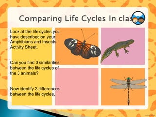 Living things (2) Metamorphosis | PPT
