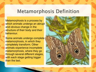 Living things (2) Metamorphosis | PPT