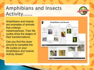 Living things (2) Metamorphosis | PPT
