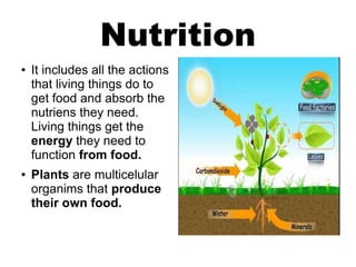 Living things | PPT