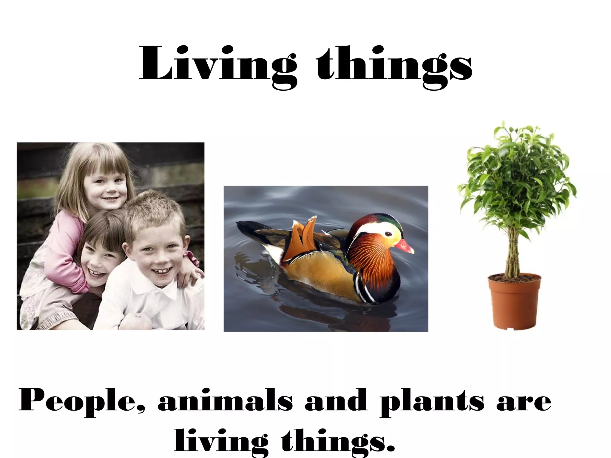 Living things and animals | PPT