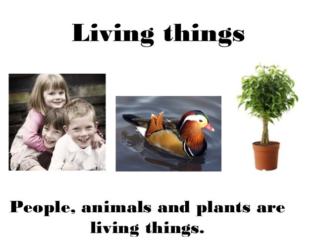 Living things and animals