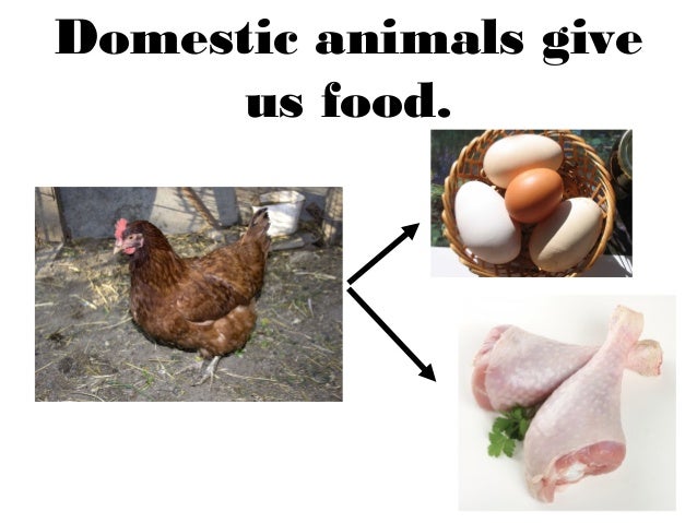 Living things and animals