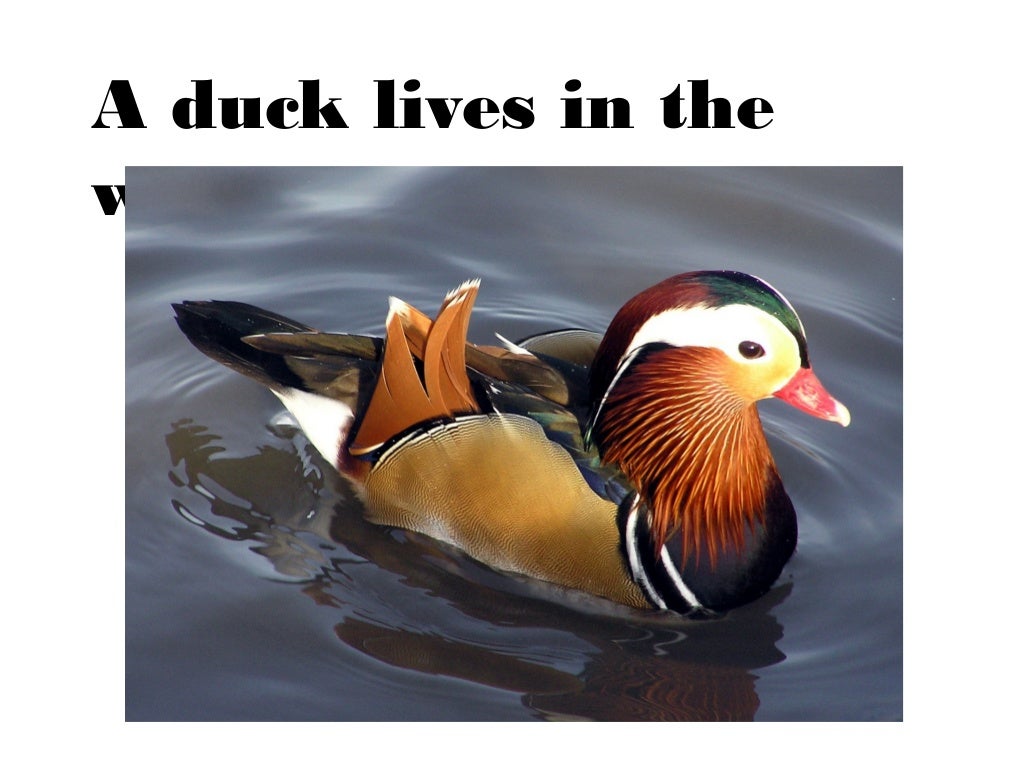 Living things and animals