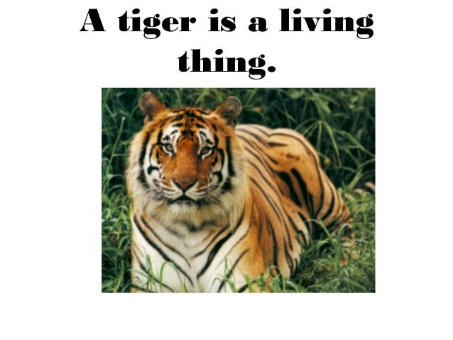 Living things and animals