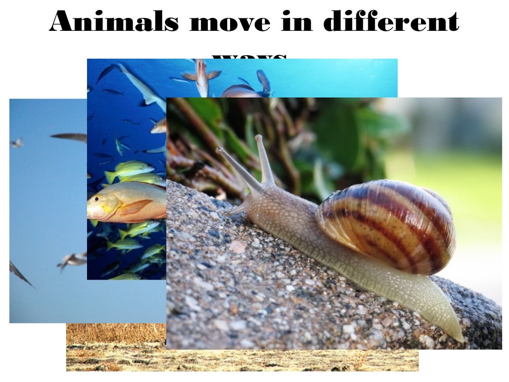 Living things and animals