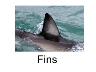 Living things and non living things | PPT