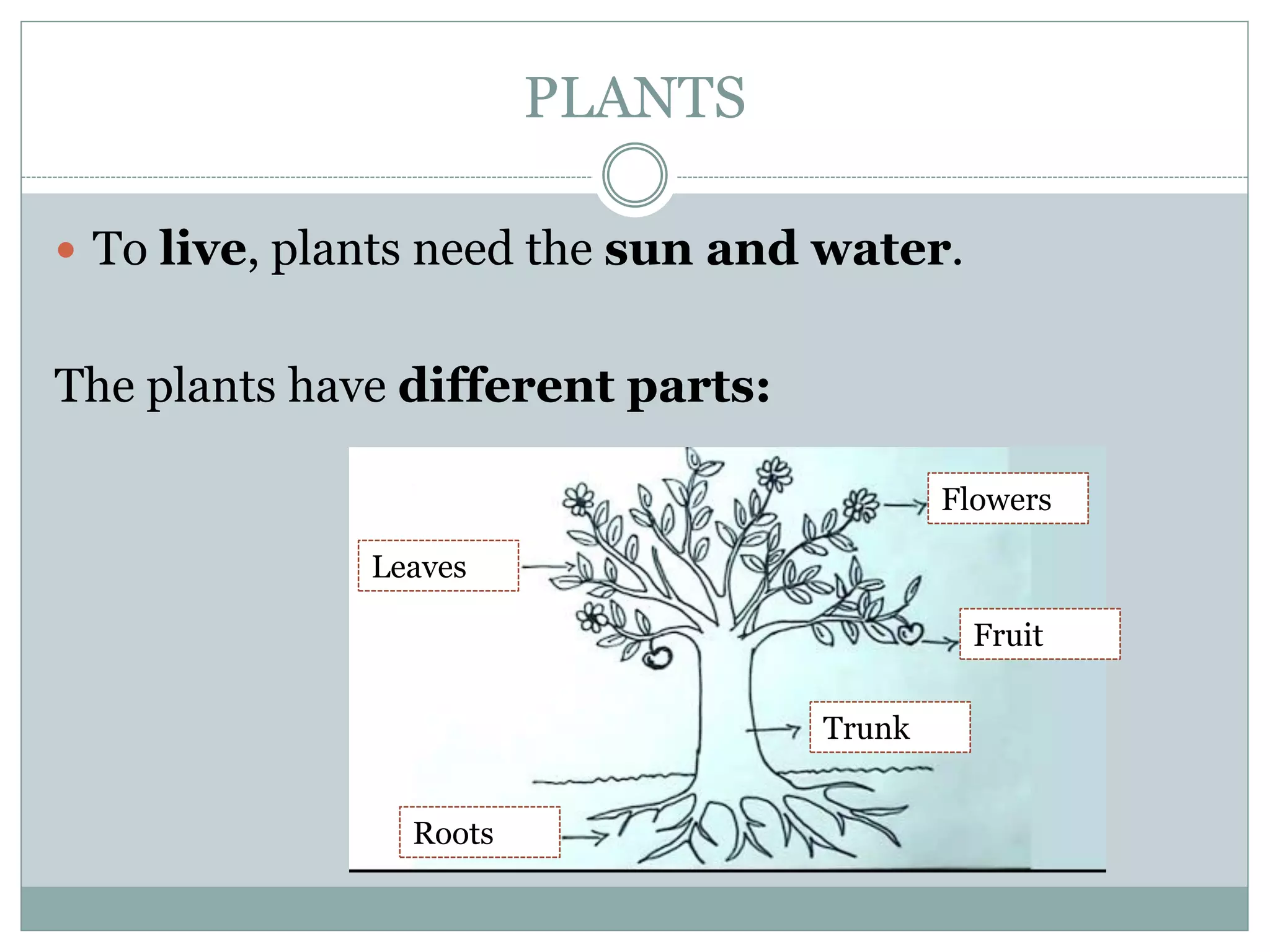 Living things and non living things / parts of a tree | PPT