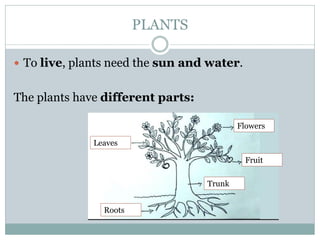 Living things and non living things / parts of a tree | PDF