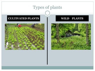 Living things and non living things / parts of a tree | PPT