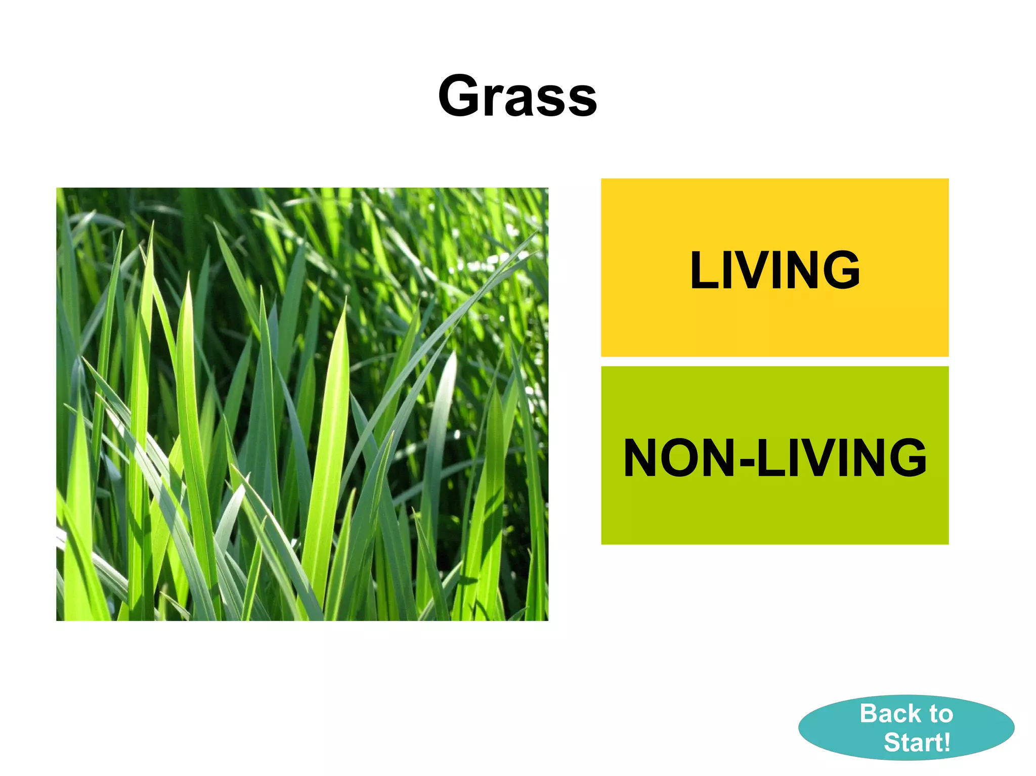 Living things and non living things learning object | ODP | Biological ...