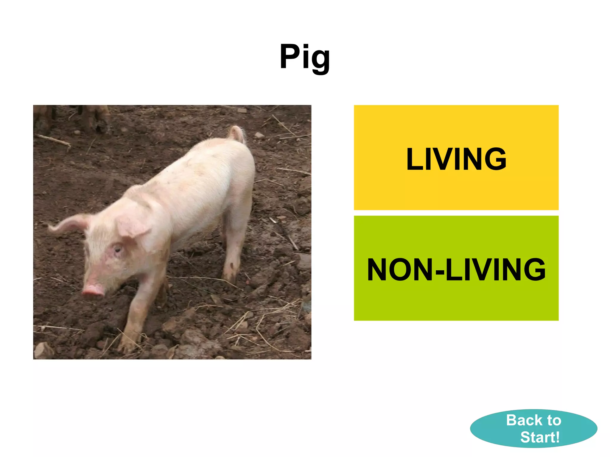 Living things and non living things (with license) | ODP