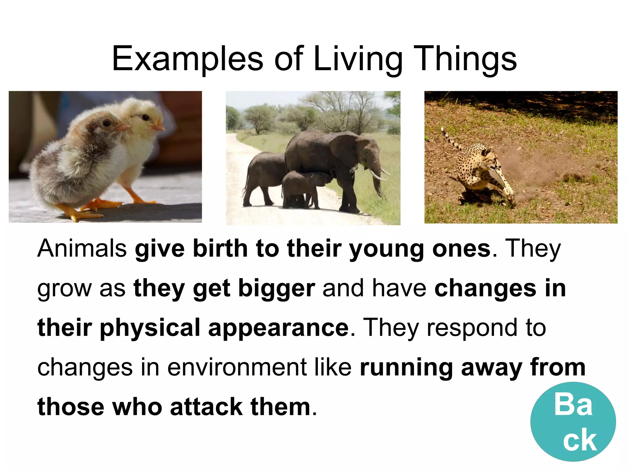 Living things and non living things (with license) | ODP
