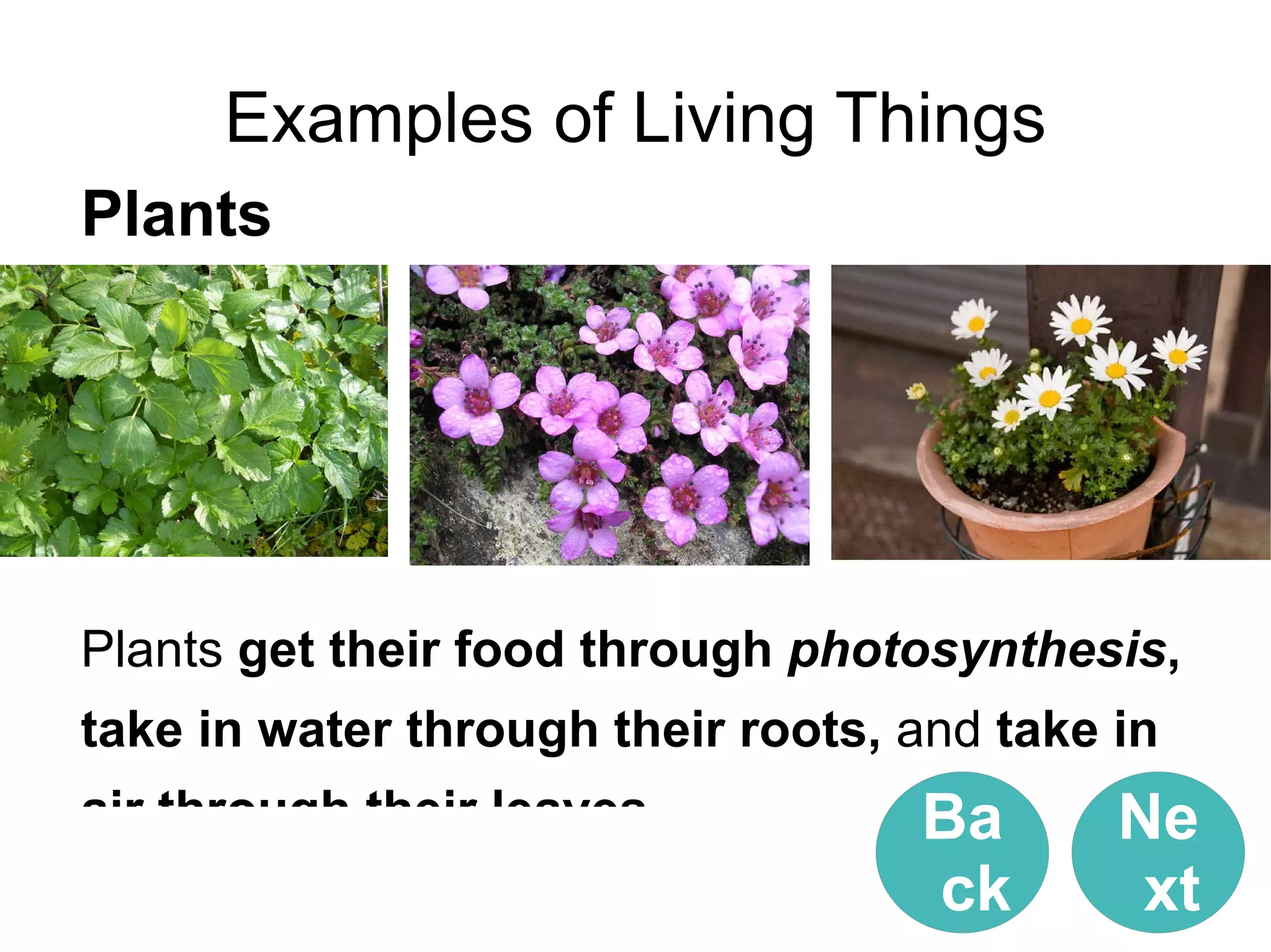 Living things and non living things (with license) | ODP