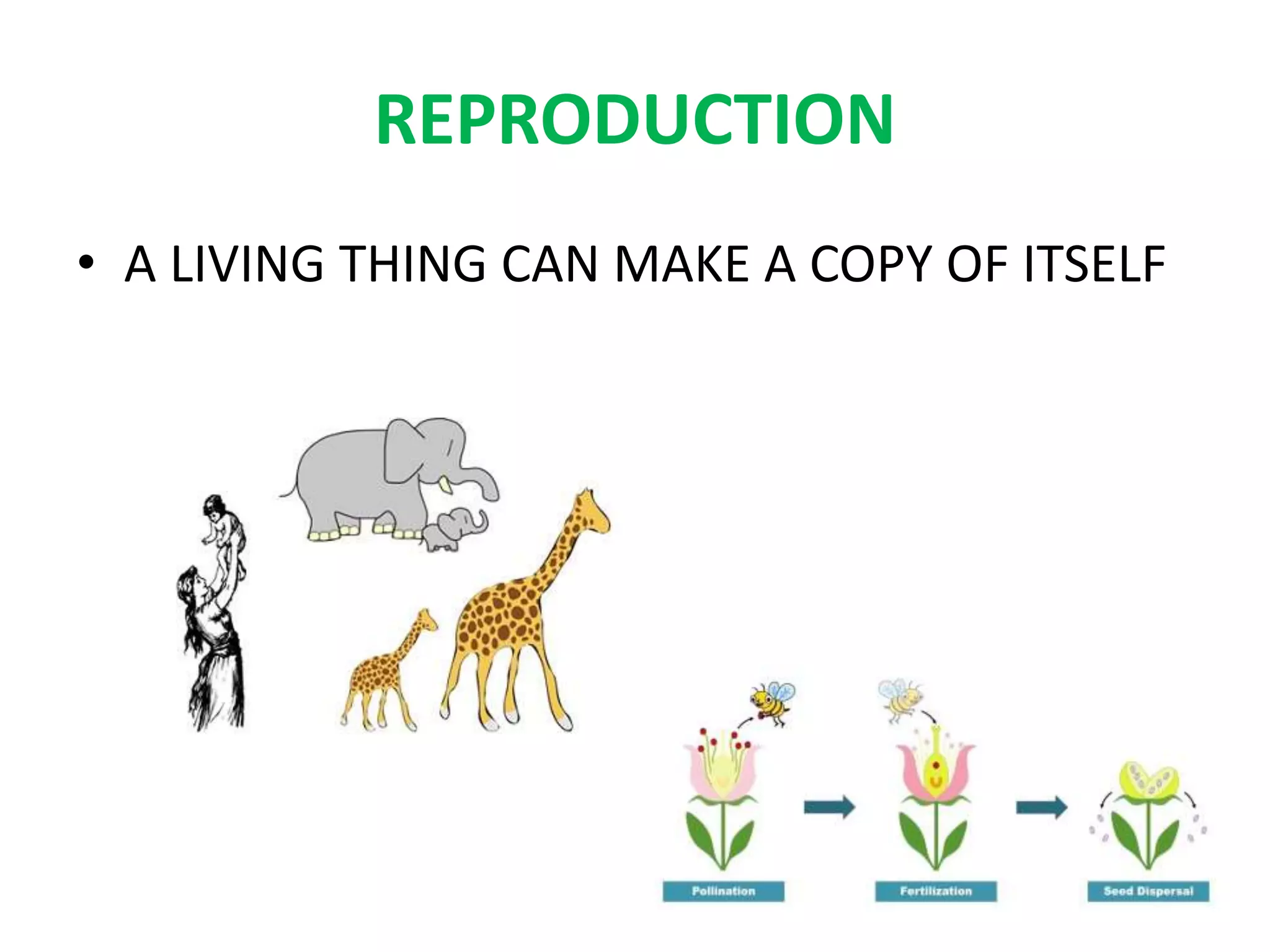 Living things and the cell | PPTX