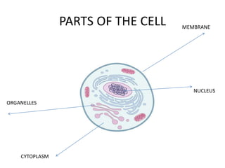 Living things and the cell | PPTX