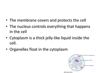 Living things and the cell | PPTX