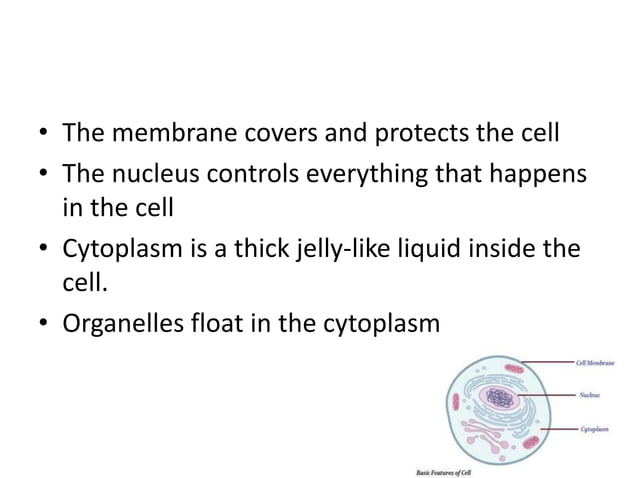Living things and the cell | PPTX | Biological Sciences | Science