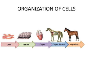 Living things and the cell | PPTX