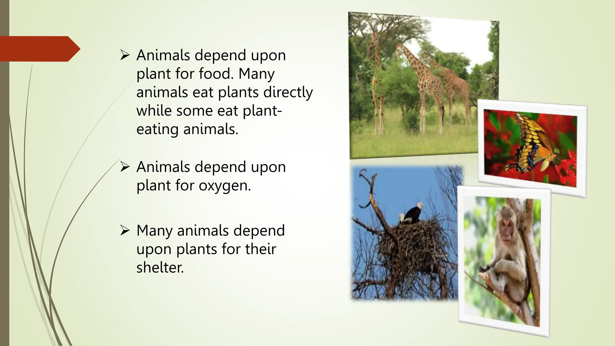 Living Things and the Environment.pptx Grade 3 Science | PPTX