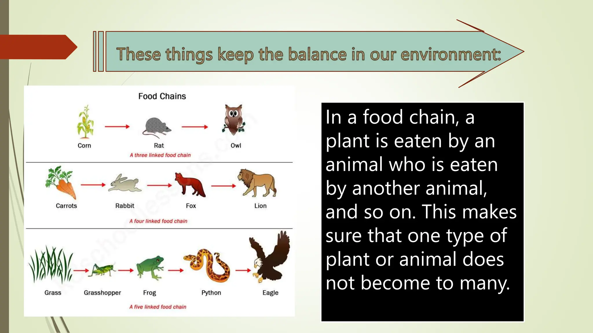 Living Things and the Environment.pptx Grade 3 Science | PPTX
