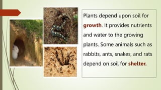 Living Things and the Environment.pptx Grade 3 Science | PPTX