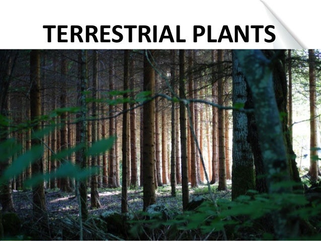 Living things and their environment terrestrial plants.pptx