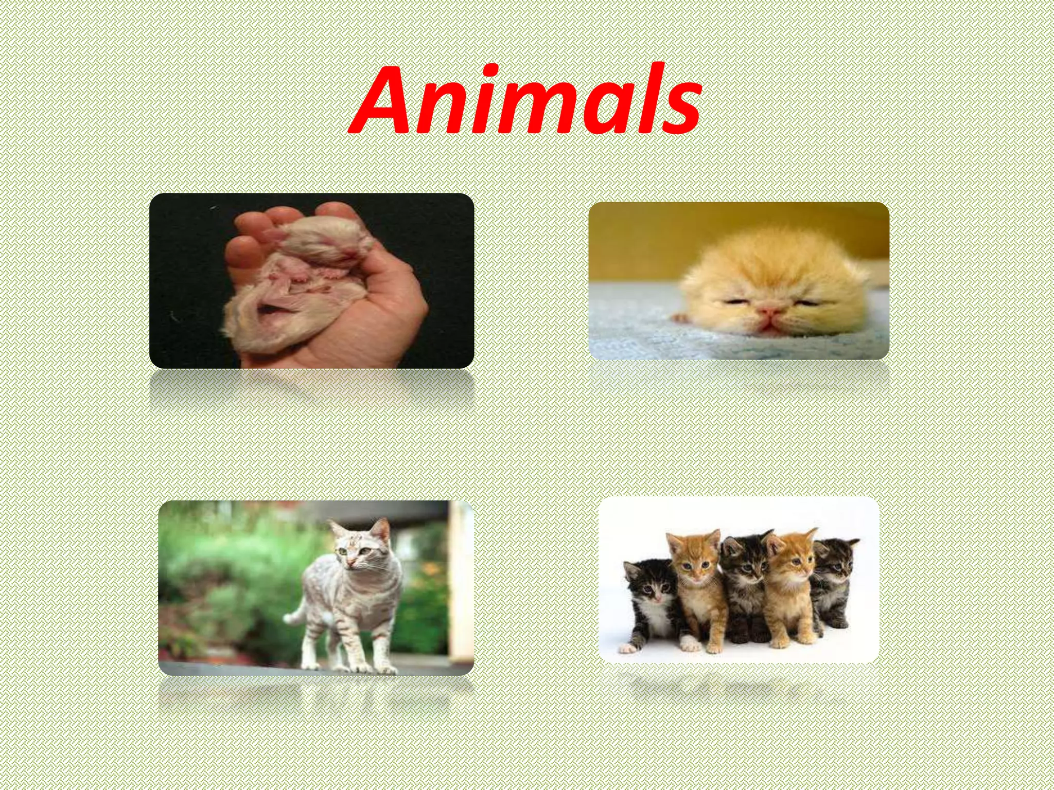 Living things and their needs | PPTX