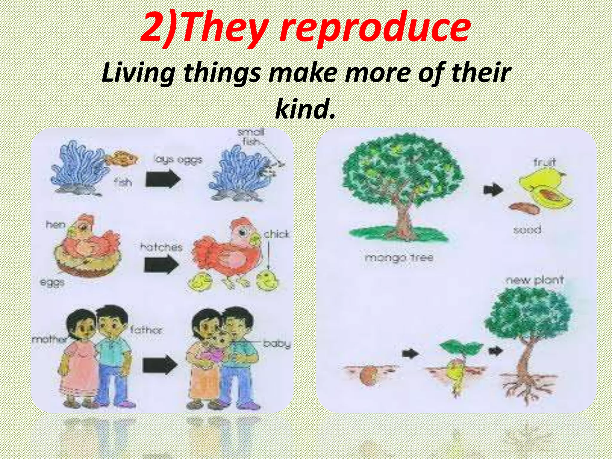 Living things and their needs | PPTX