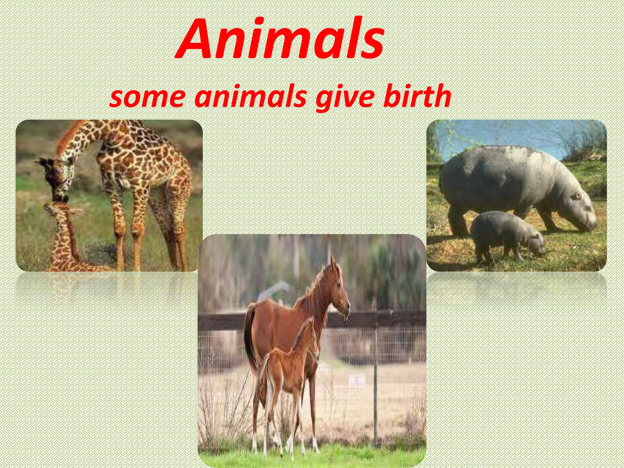 Living things and their needs | PPTX