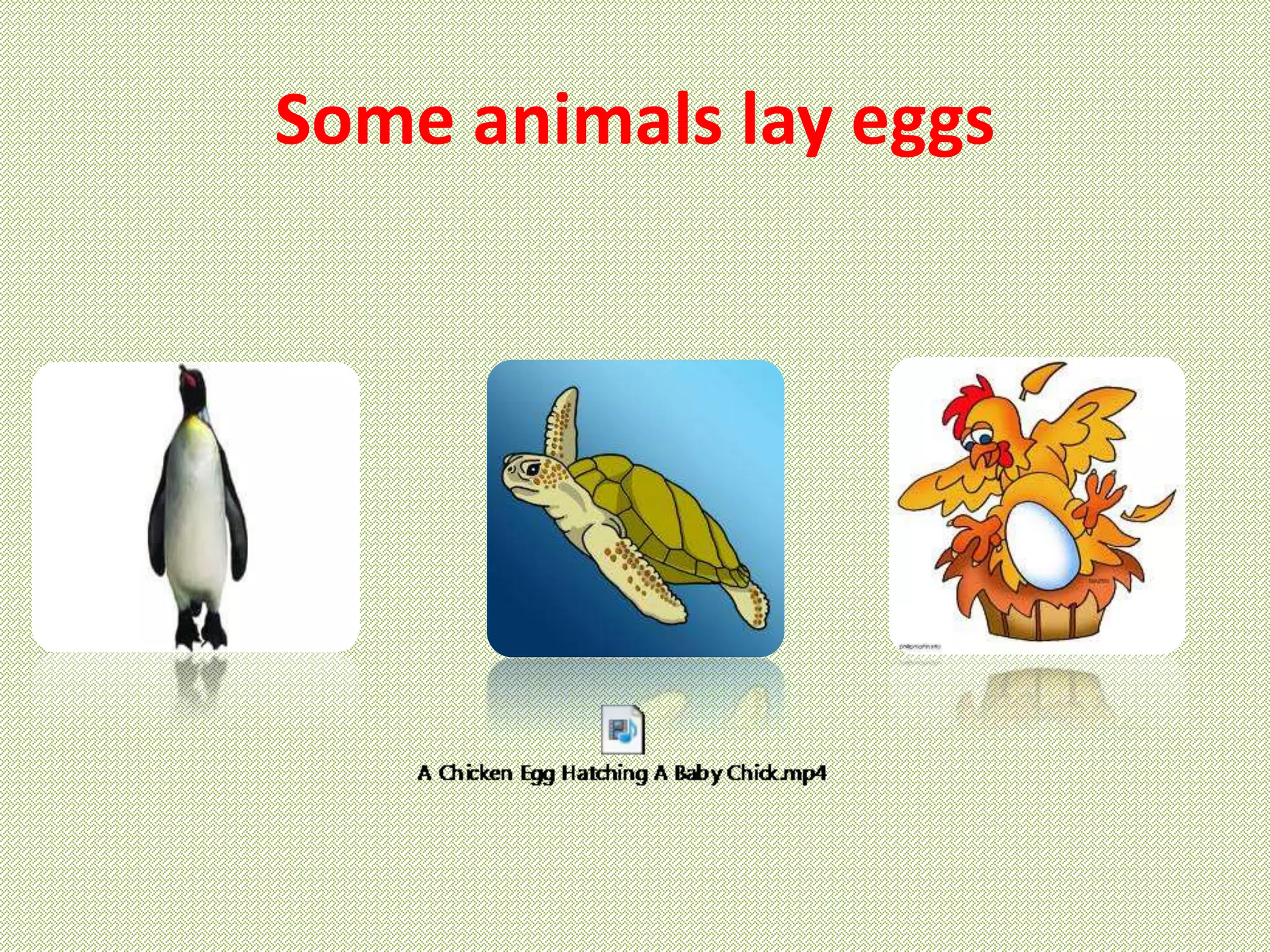 Living things and their needs | PPTX