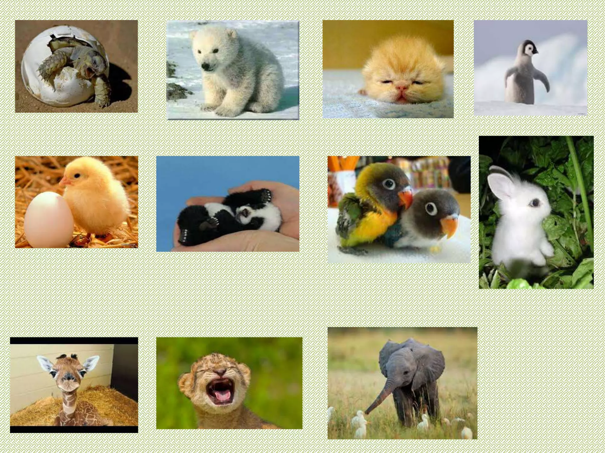 Living things and their needs | PPTX