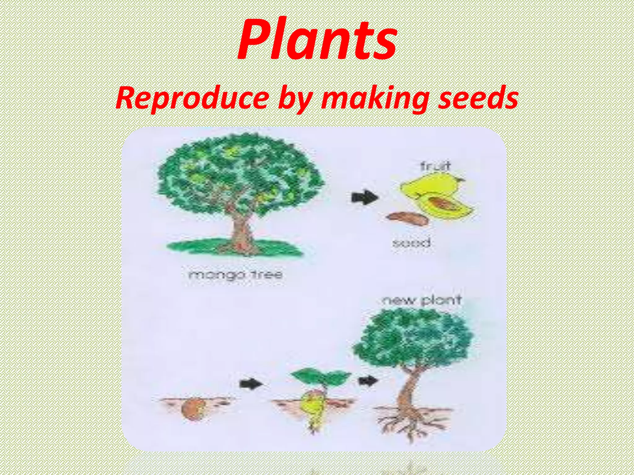 Living things and their needs | PPTX