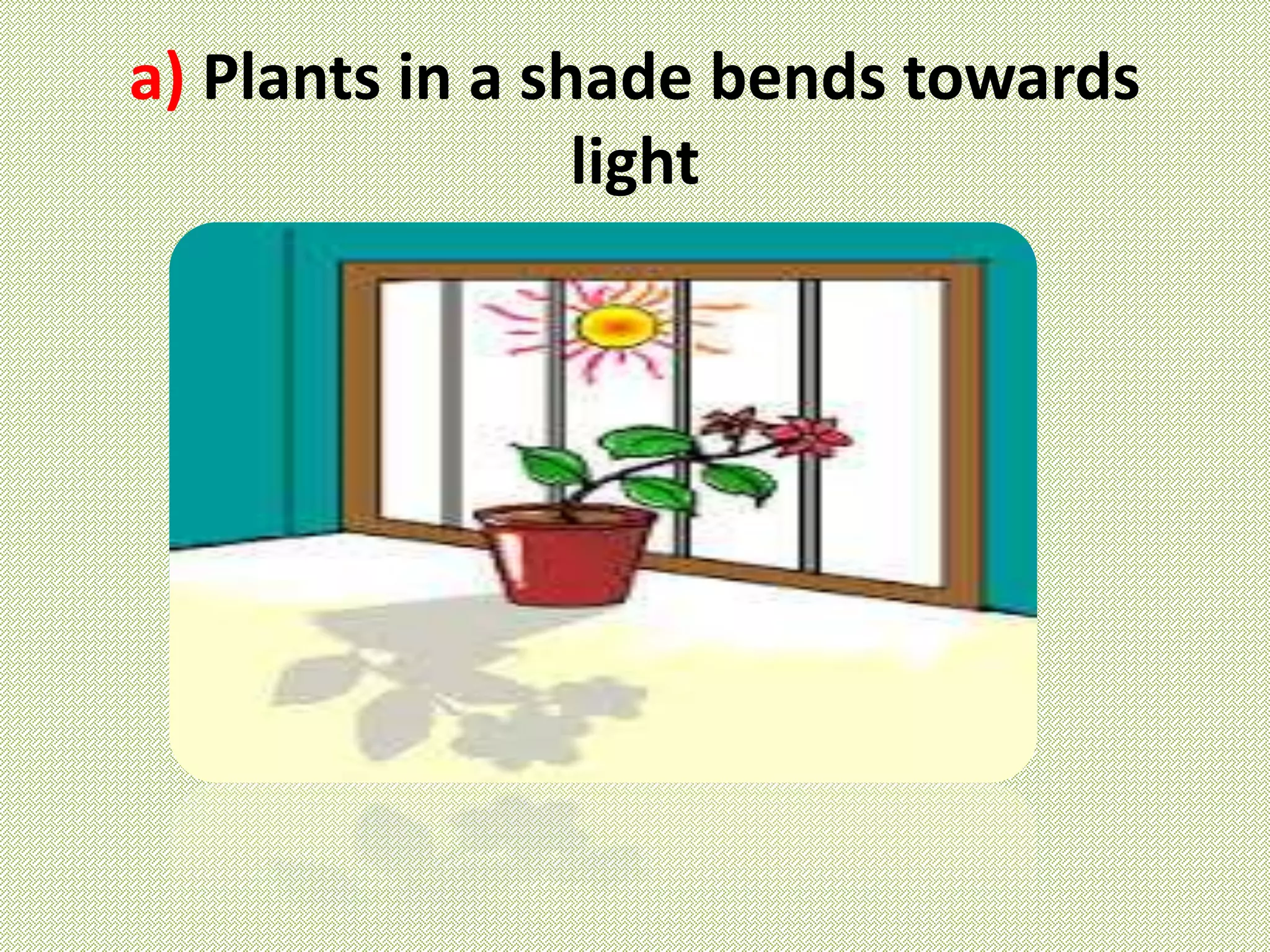 Living things and their needs | PPTX