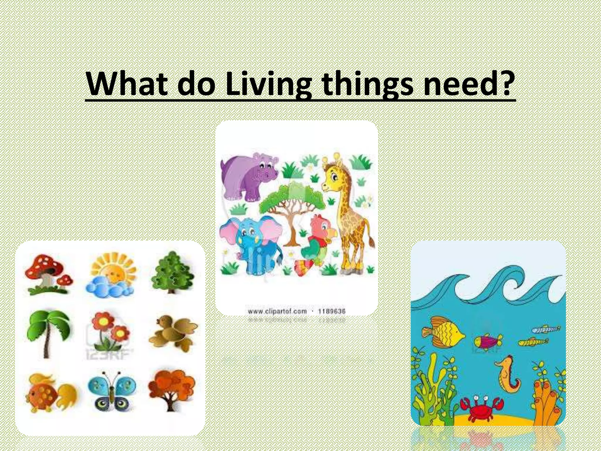 Living things and their needs | PPTX
