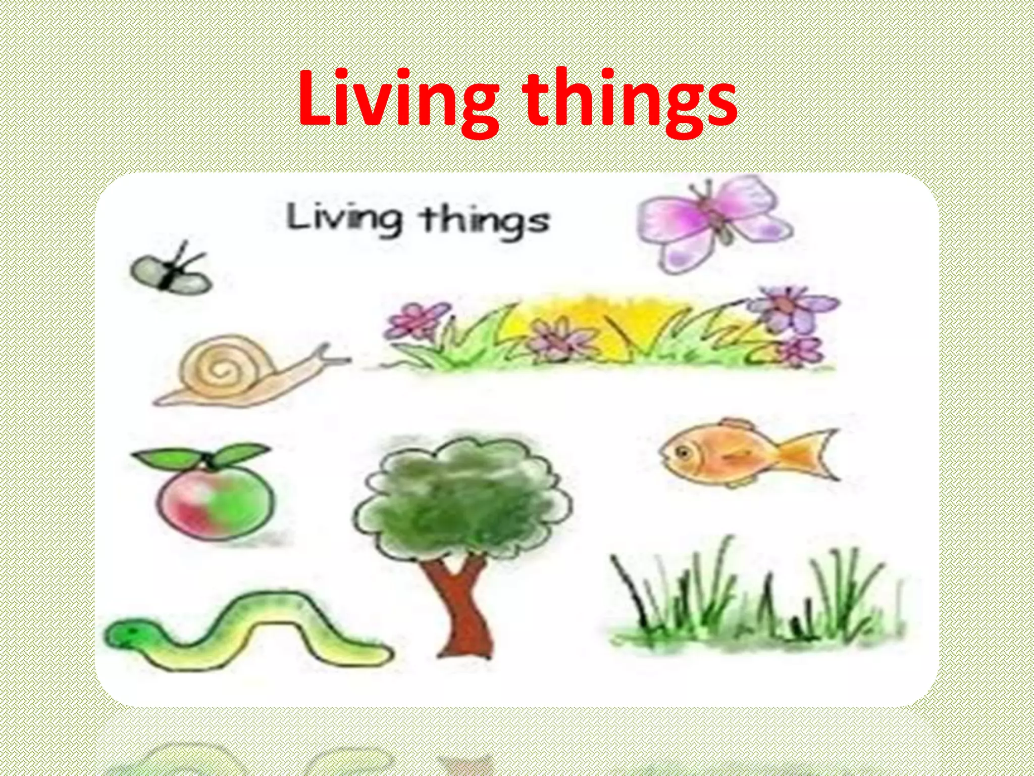 Living things and their needs | PPTX